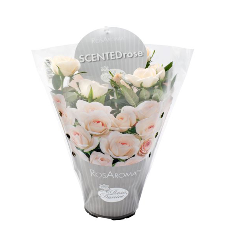 RosaAroma® | Rosa Danica