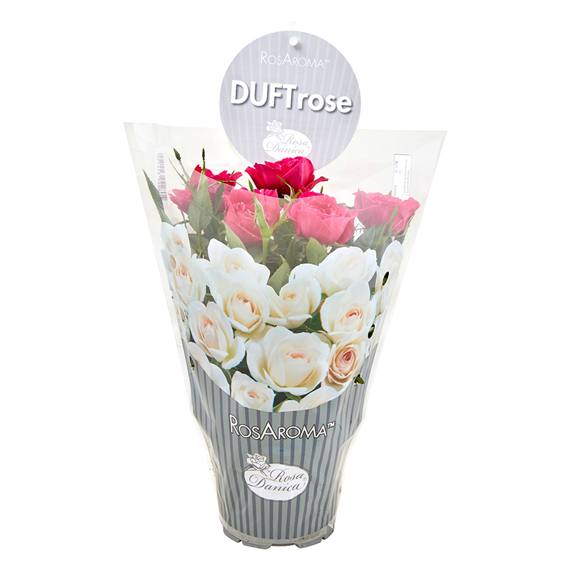 RosaAroma® | Rosa Danica