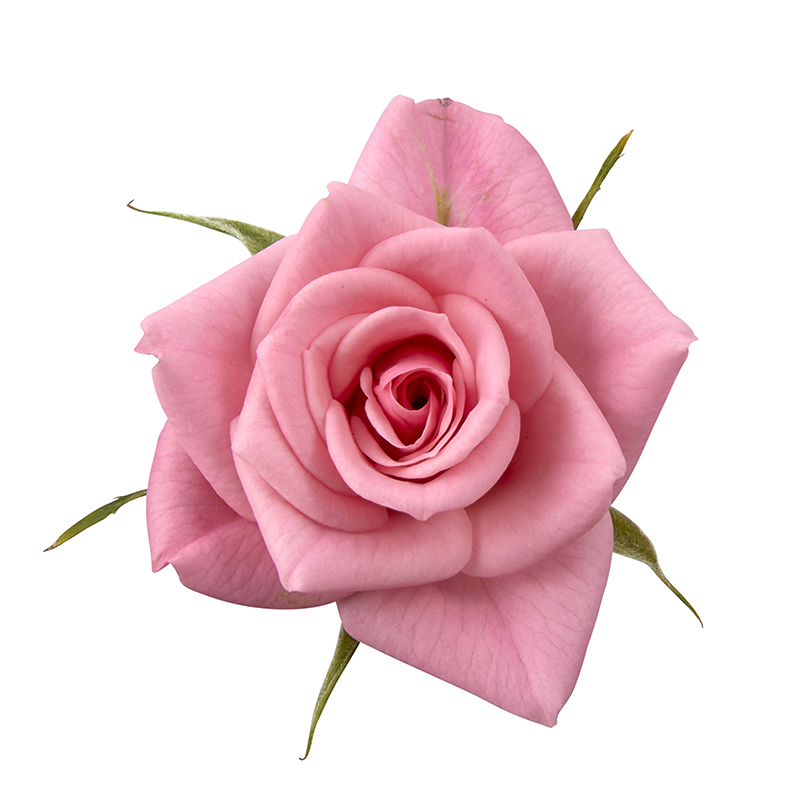 Rosa Kordana ® Classic 10,5 cm | Rosa Danica