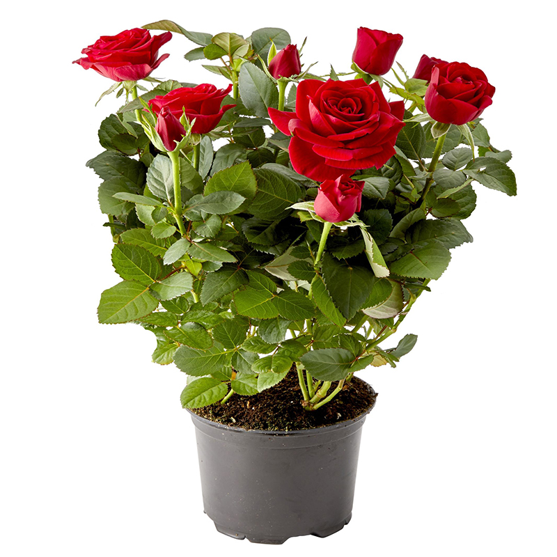 Rosa Kordana® Grande 12 cm | Rosa Danica