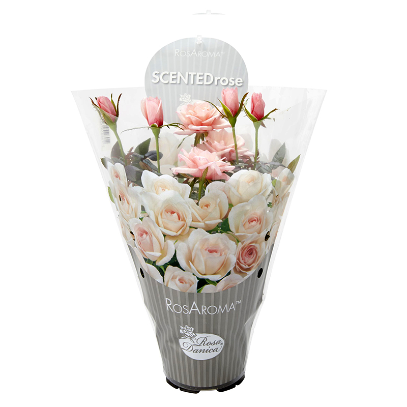 RosaAroma® | Rosa Danica