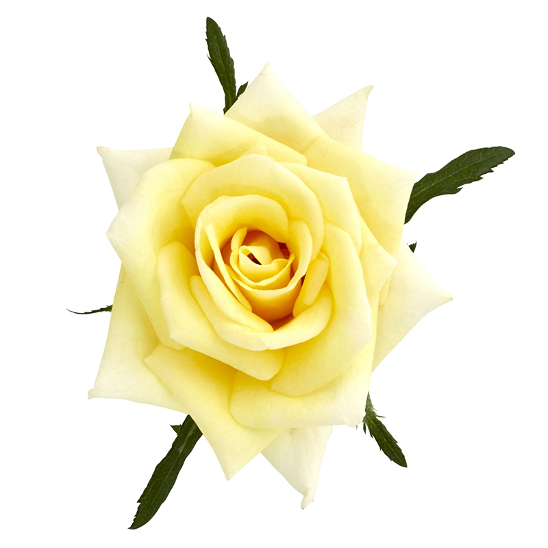 RosaAroma® | Rosa Danica