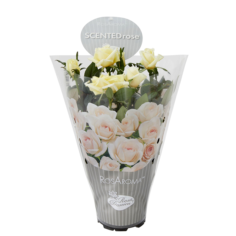 RosaAroma® | Rosa Danica