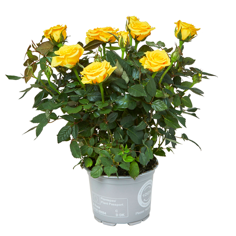 Rosa Kordana ® Classic 10,5 cm | Rosa Danica