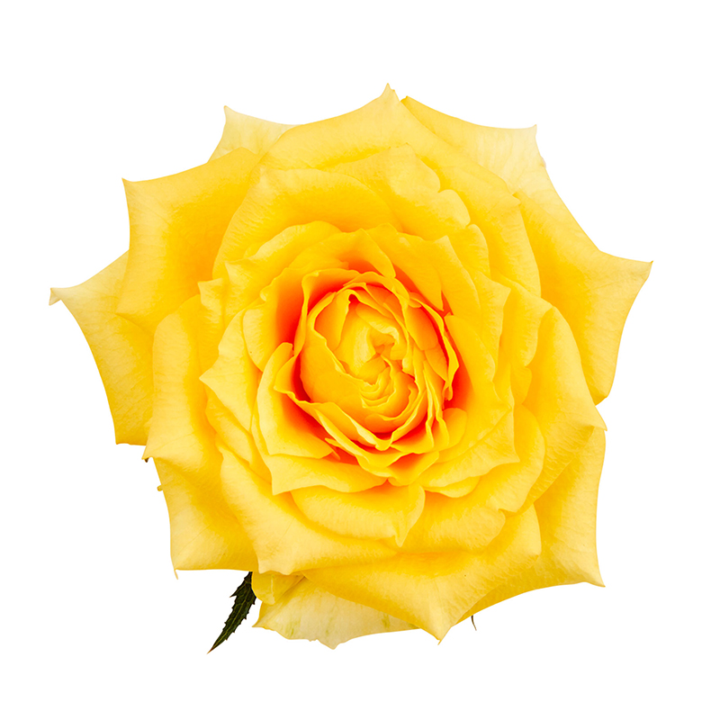 Rosa Kordana ® Classic 10,5 cm | Rosa Danica