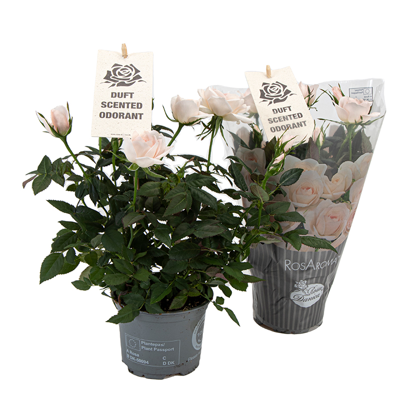 RosaAroma® | Rosa Danica