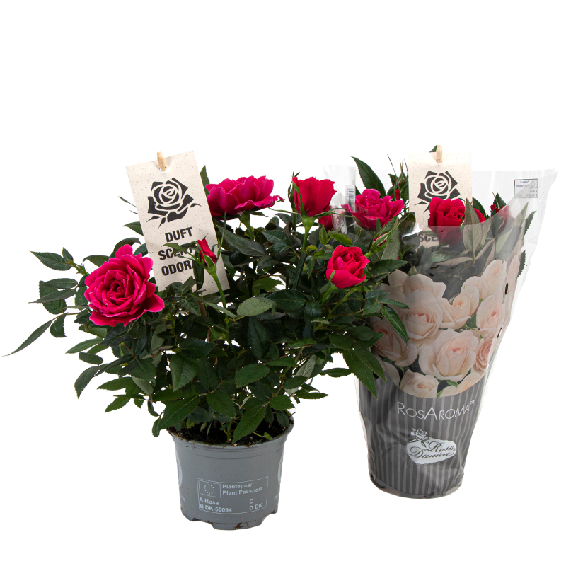 RosaAroma® | Rosa Danica