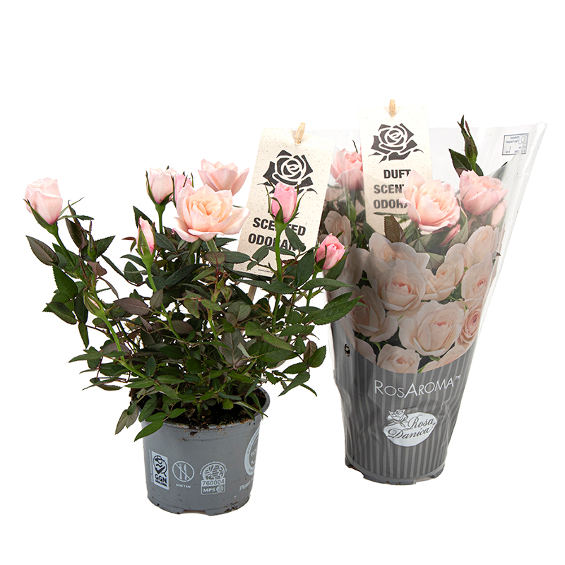 RosaAroma® | Rosa Danica