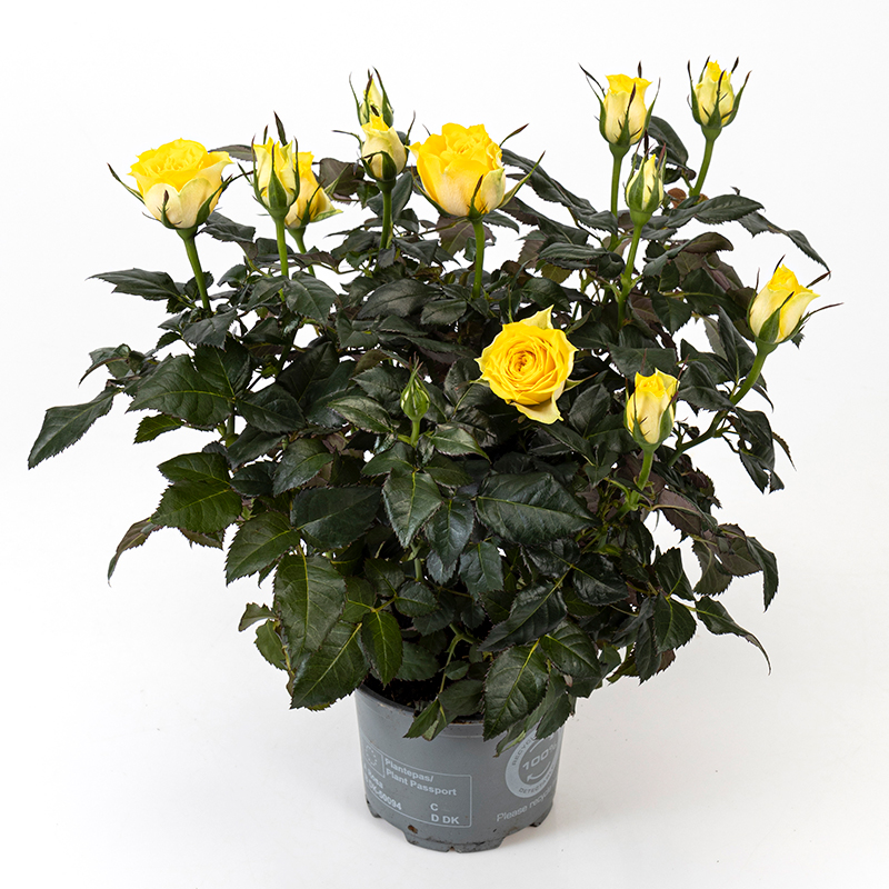 Nyheder / News / Neuheiten | Rosa Danica