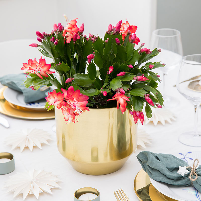 Welcome | Rosa Danica